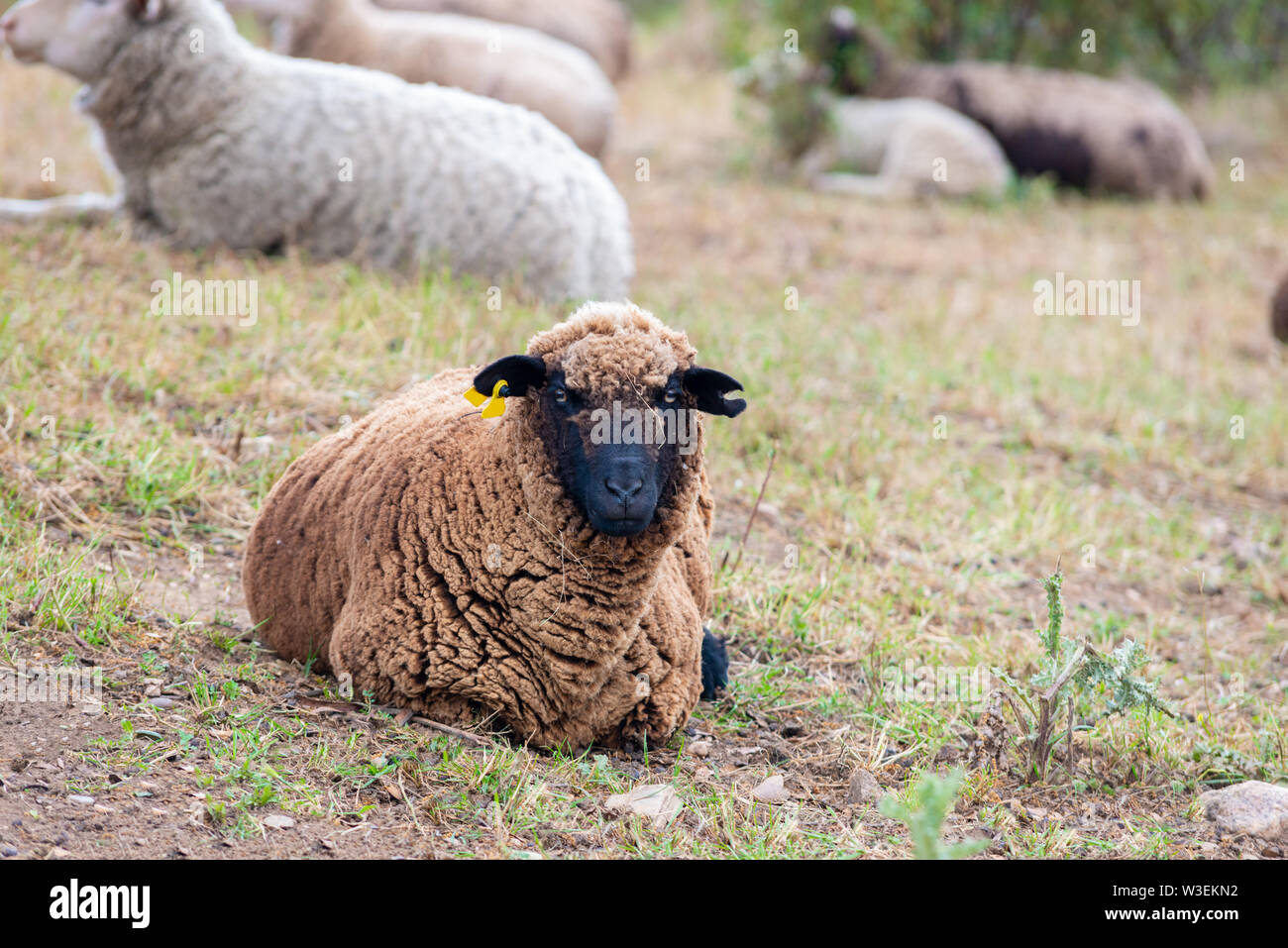 Adult sheep black white lamb hi-res stock photography and images - Alamy