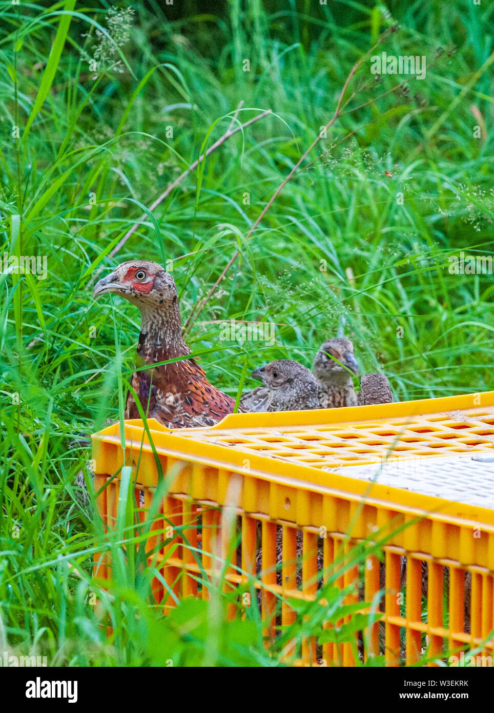 Seven week old young pheasants, (Phasianus colchicus) often called ...