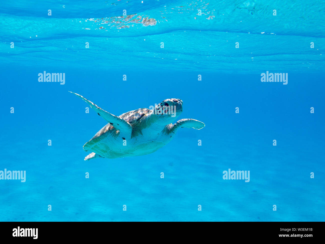 Curacao sea aquarium hi-res stock photography and images - Alamy