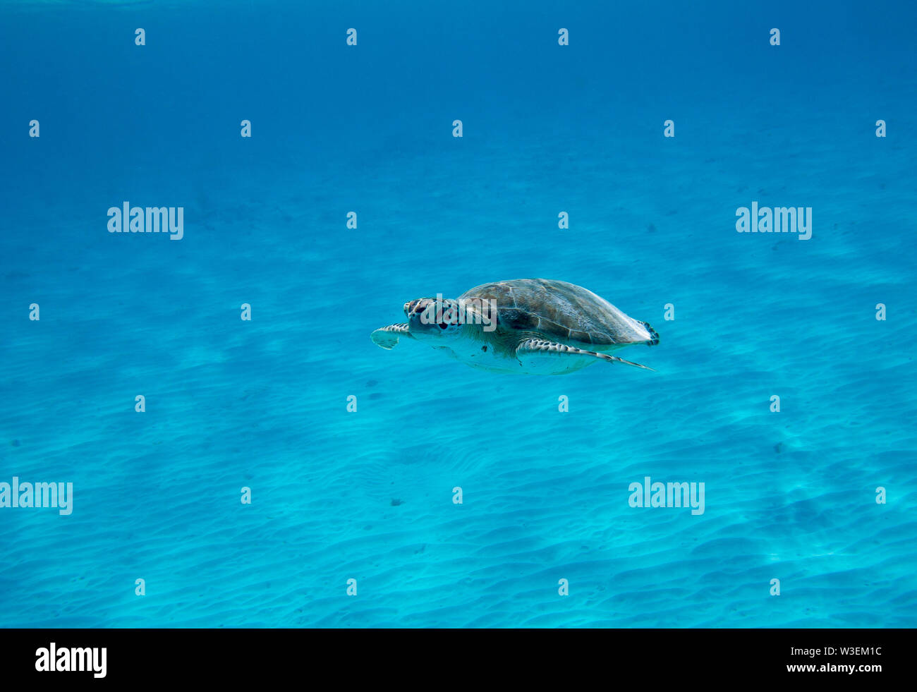 Green Sea Turtle in blue ocean Stock Photo - Alamy