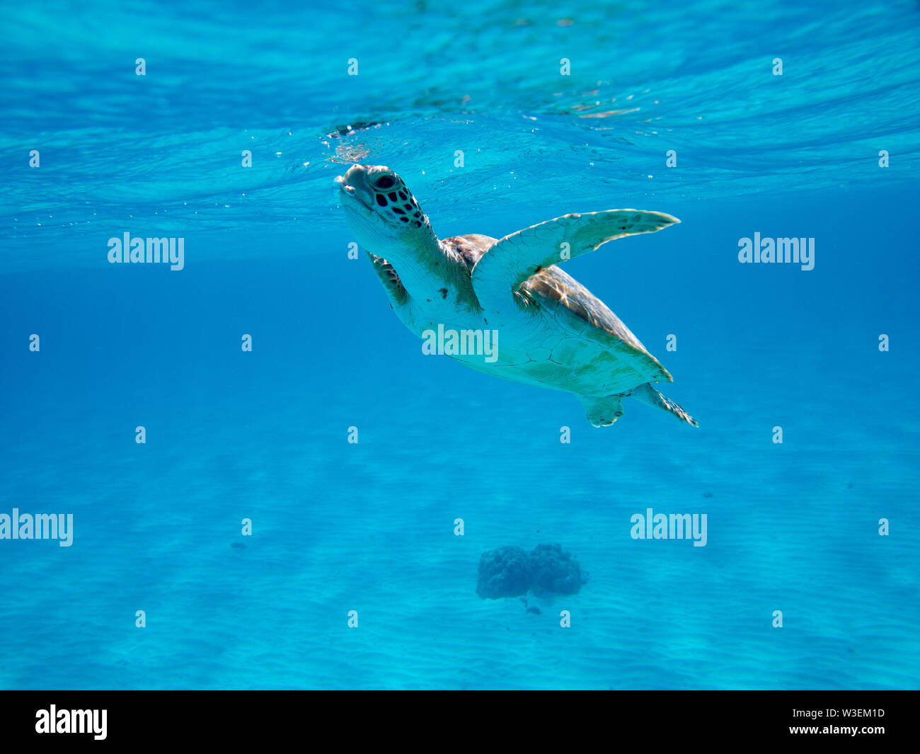 Green Sea Turtle in blue ocean Stock Photo - Alamy