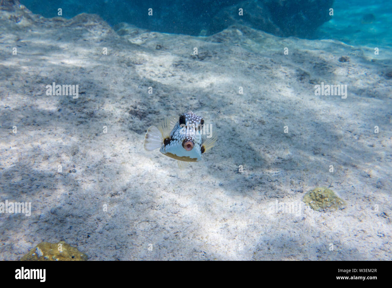 Blue spotted boxfish hi-res stock photography and images - Alamy