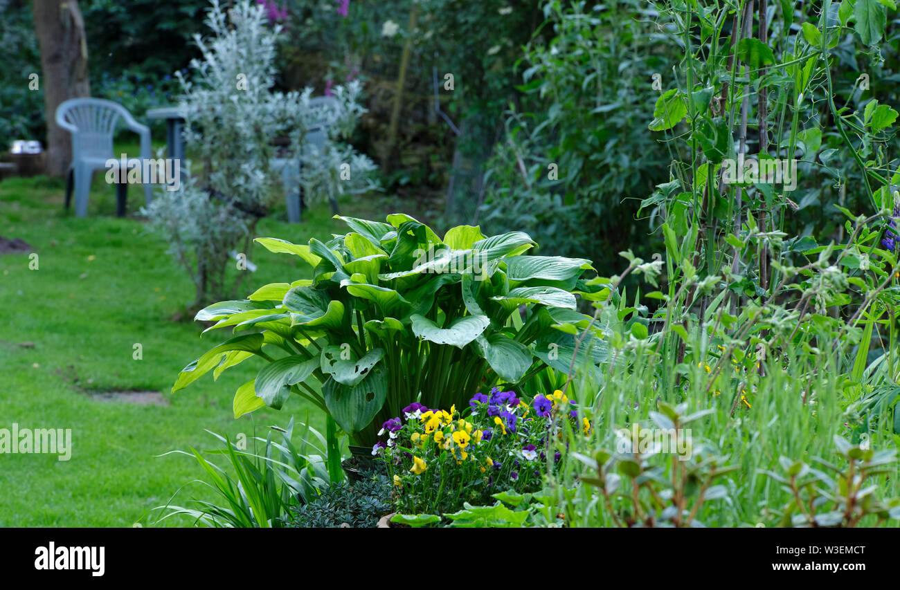 Snail damage flower hi-res stock photography and images - Alamy