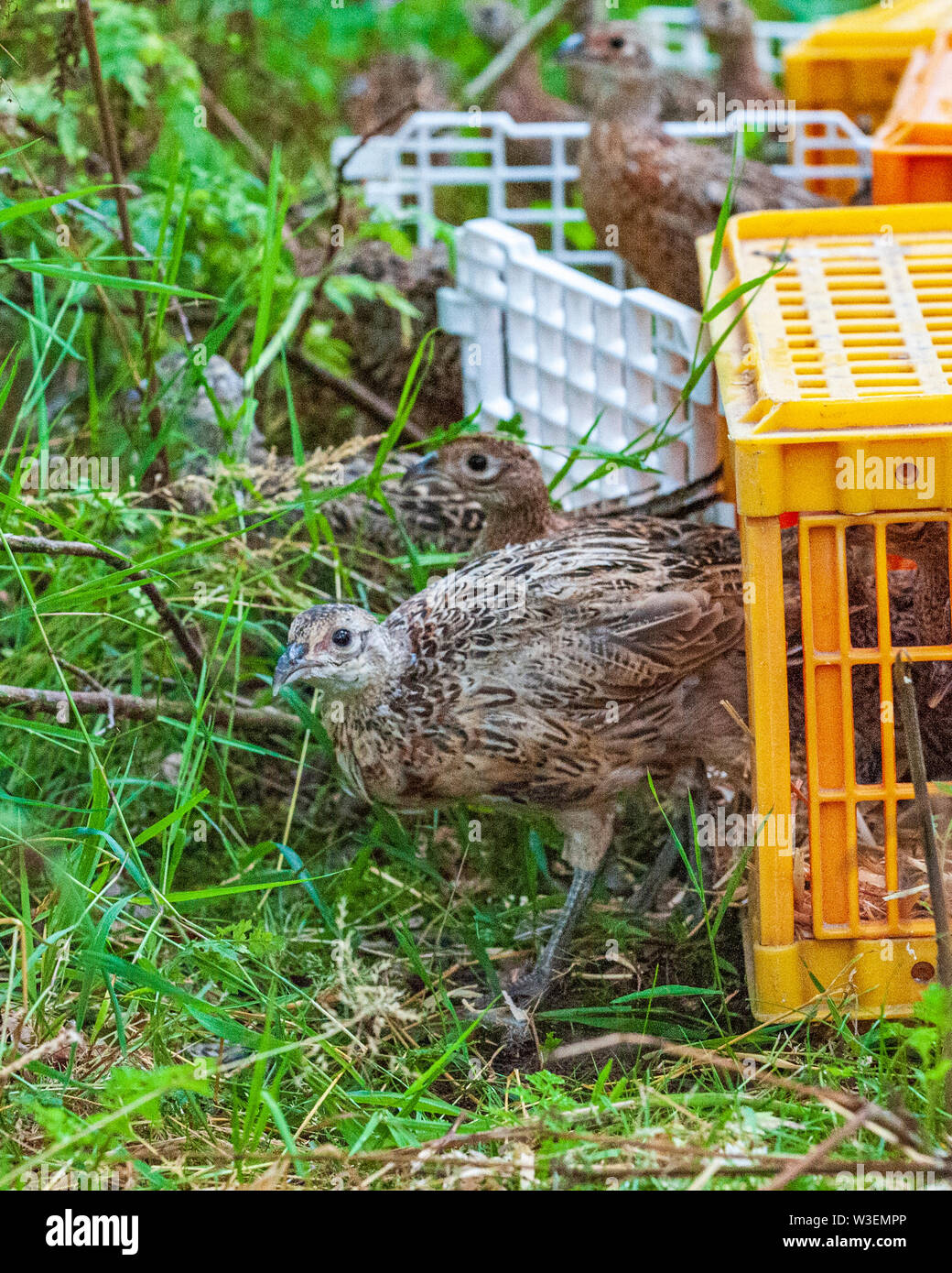 Seven week old young pheasants, (Phasianus colchicus) often called ...
