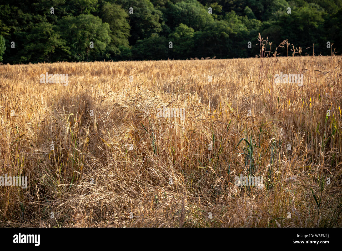 Agriculture in Devon,Agriculture, UK, Dairy Cattle, Dairy Farm, Devon ...