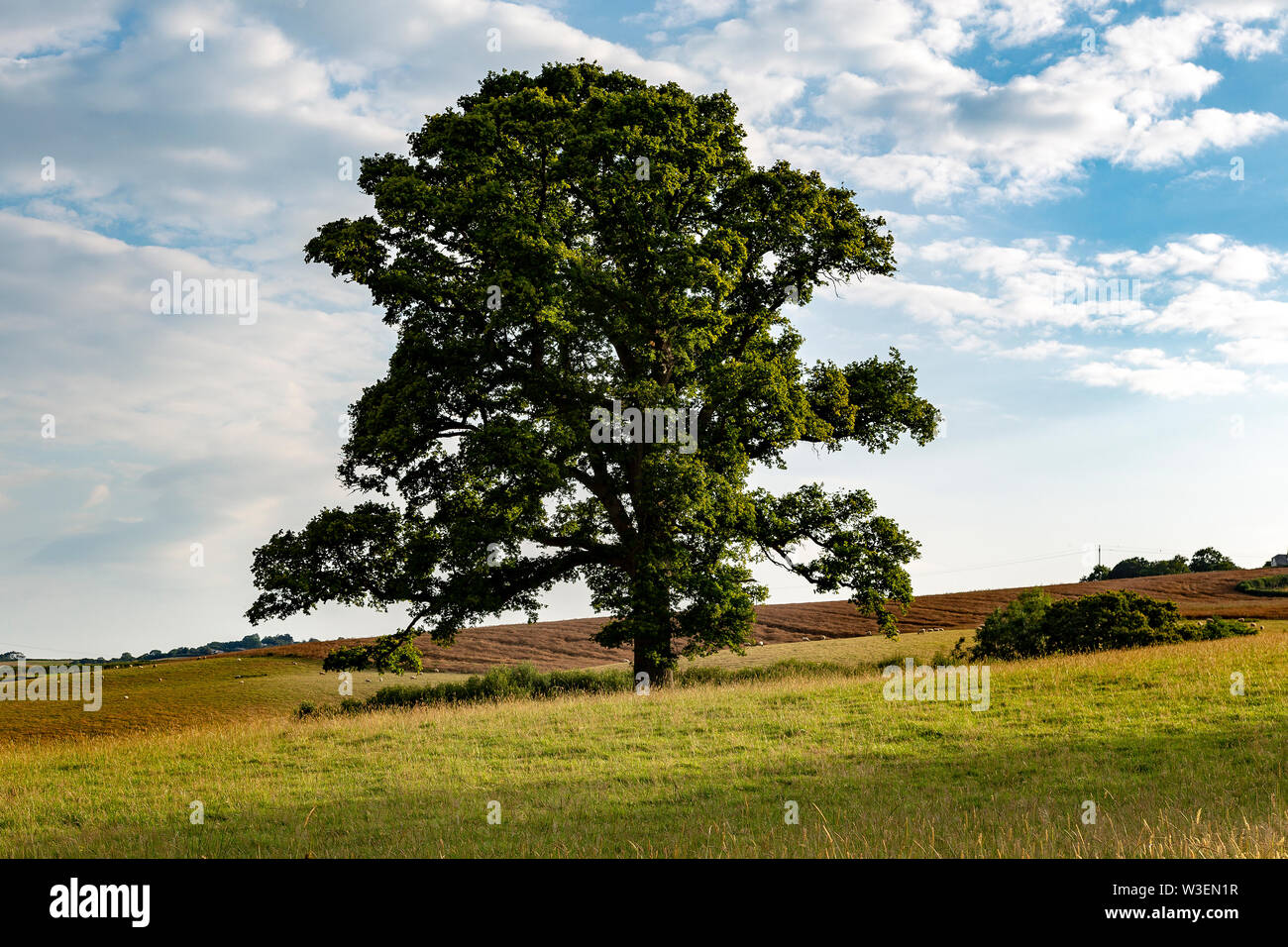 Oak in Meadow, Oak Tree, Tree, Landscape - Scenery, Single Tree, Single ...
