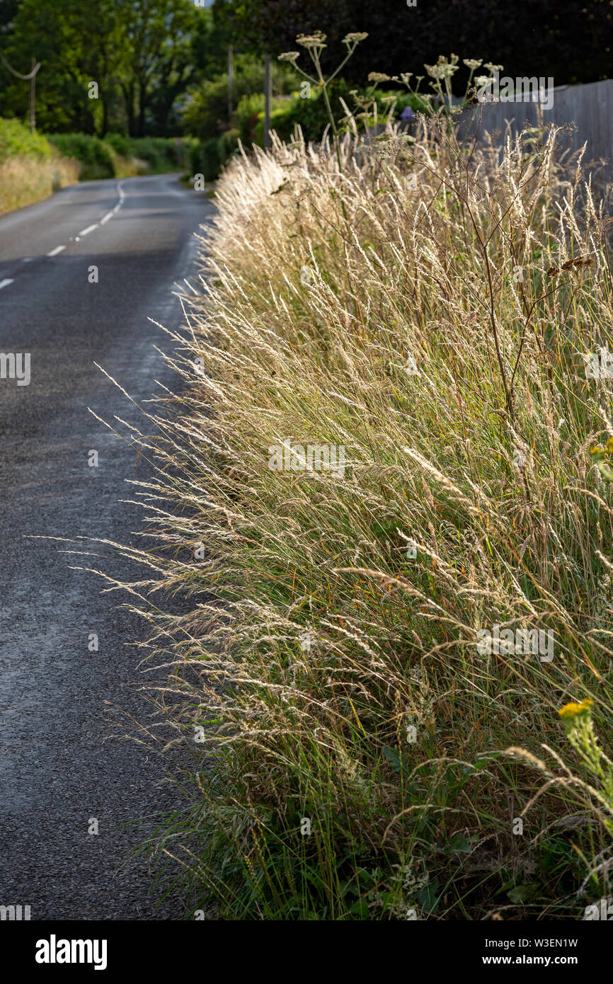 Grass shoulder hi-res stock photography and images - Alamy