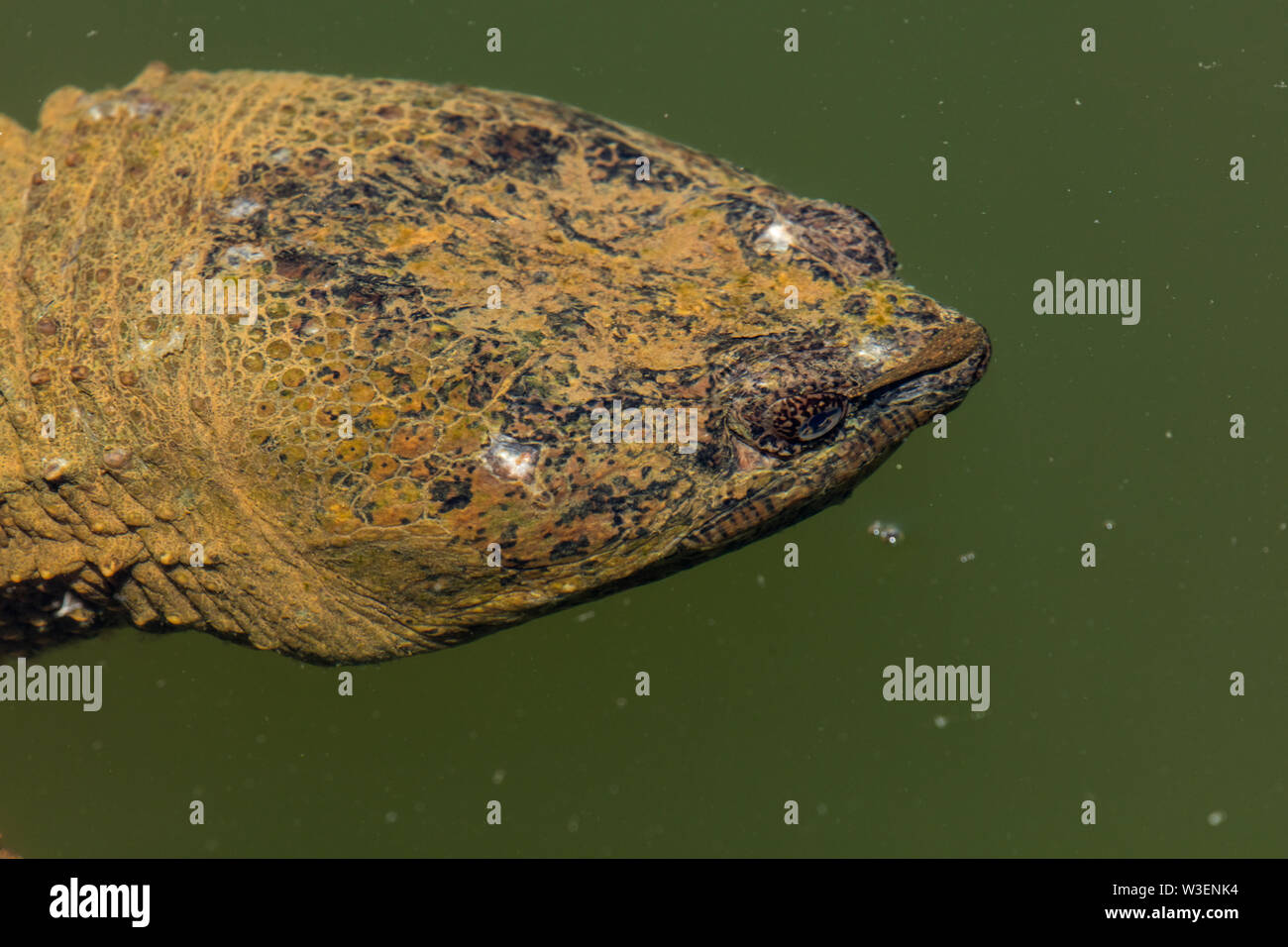 Snapping turtle eating fish hi-res stock photography and images - Alamy