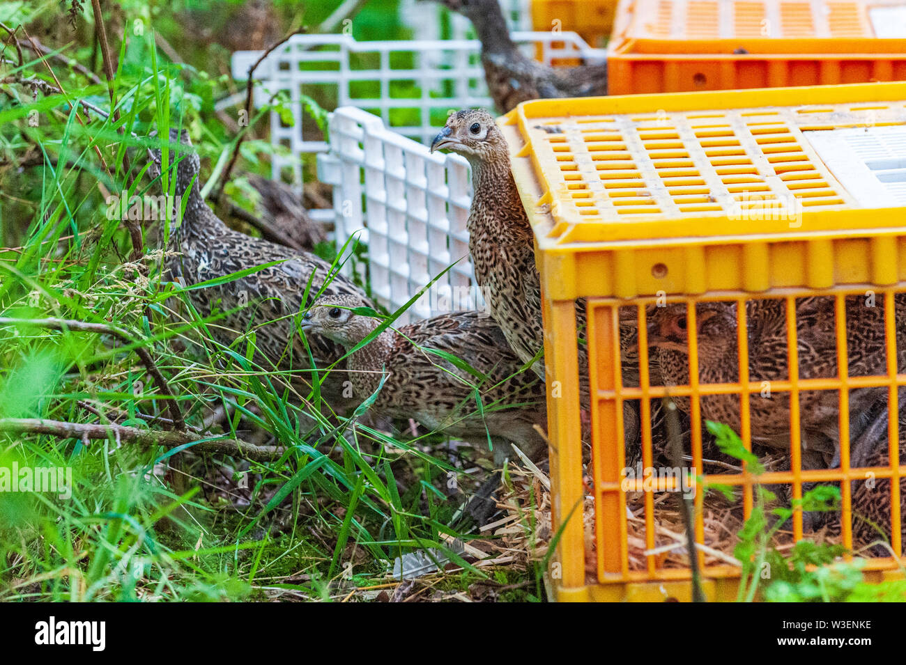 Bird crates hi-res stock photography and images - Alamy
