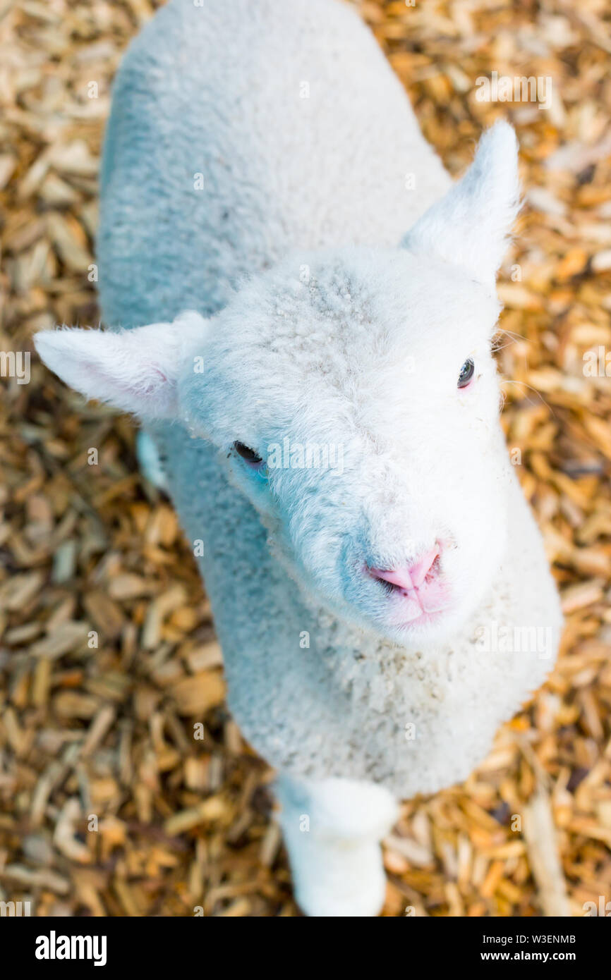 Face beautiful little white lamb hi-res stock photography and images ...