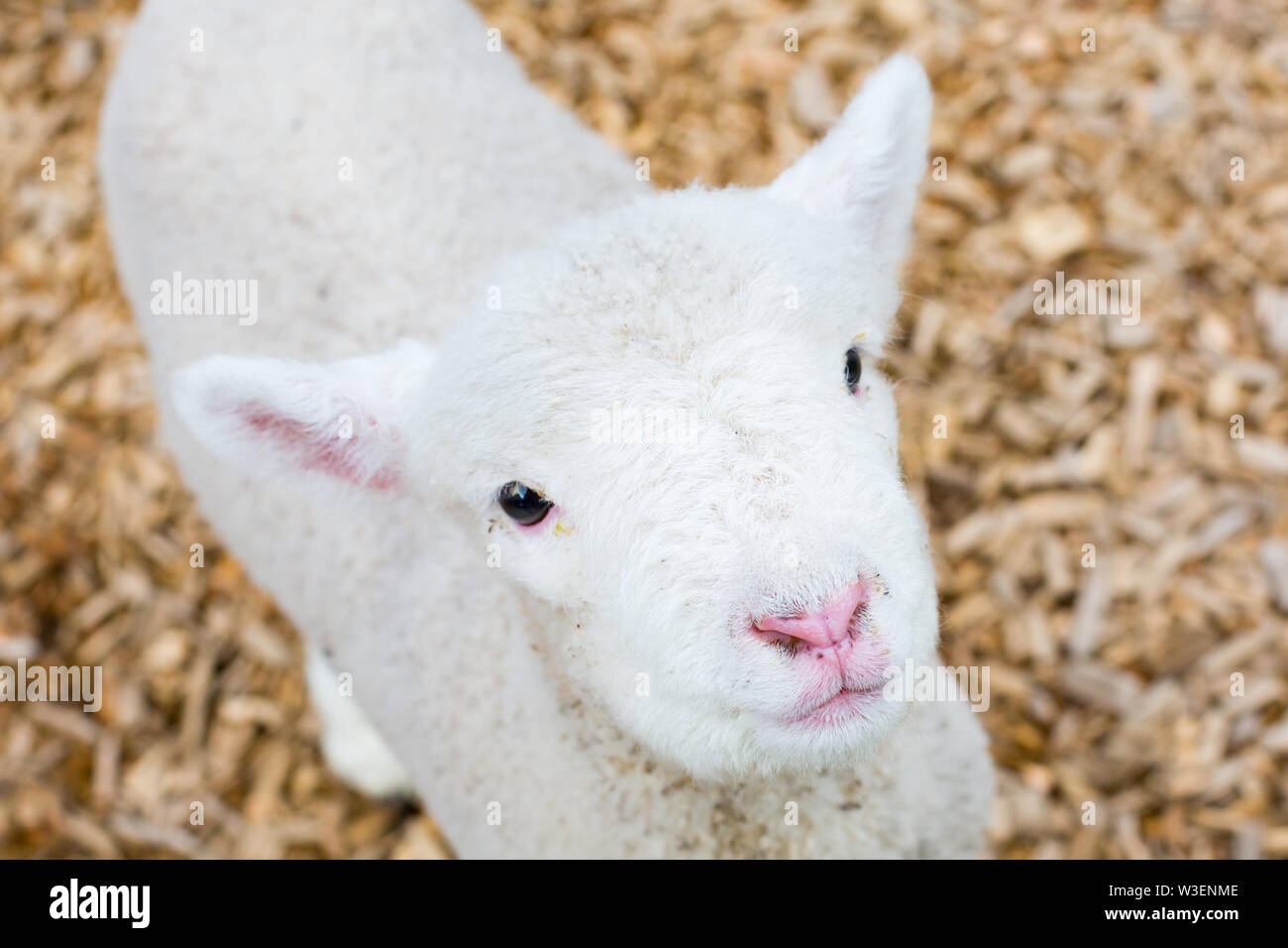 Baby Lamb Face Stock Photo - Alamy