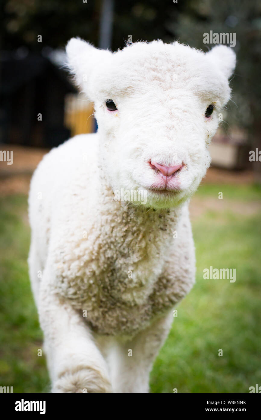 Baby Lamb Face Stock Photo - Alamy