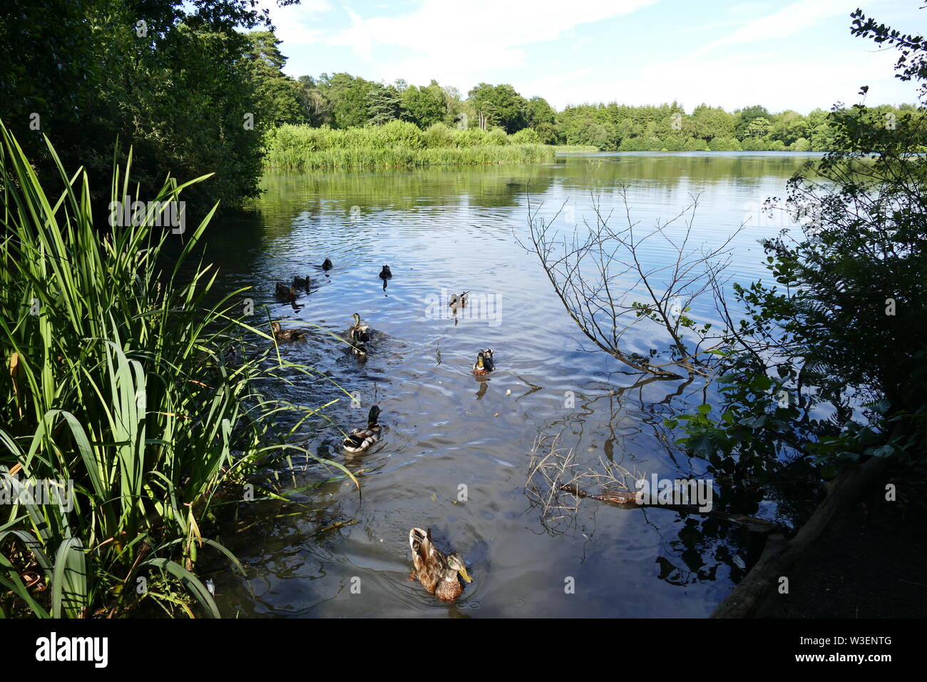 Stover Country Park And Nature Reserve High Resolution Stock ...