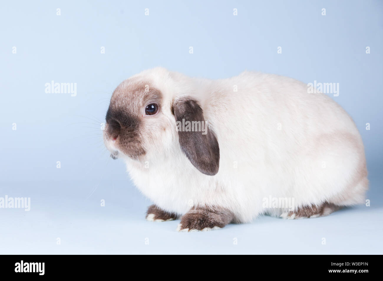 Mini Lop Rabbit on Isolated Background Stock Photo - Alamy
