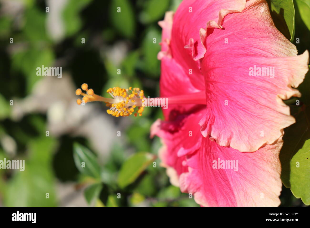 Alamy flower photo hi-res stock photography and images - Alamy