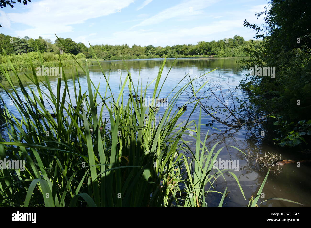 Stover Country Park, Devon, U.K Stock Photo - Alamy