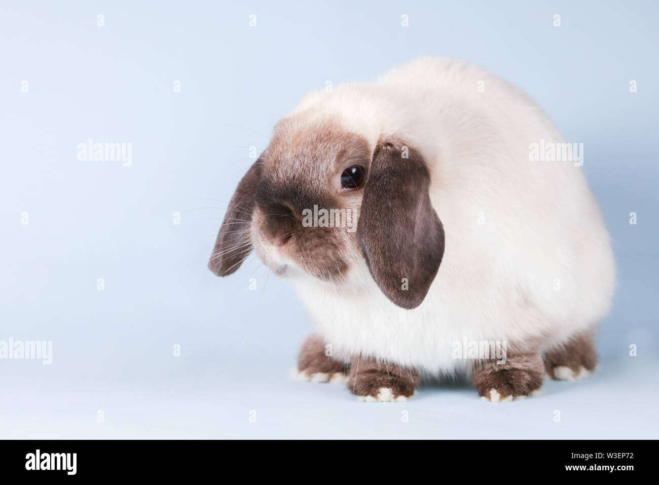 Mini Lop Rabbit on Isolated Background Stock Photo - Alamy