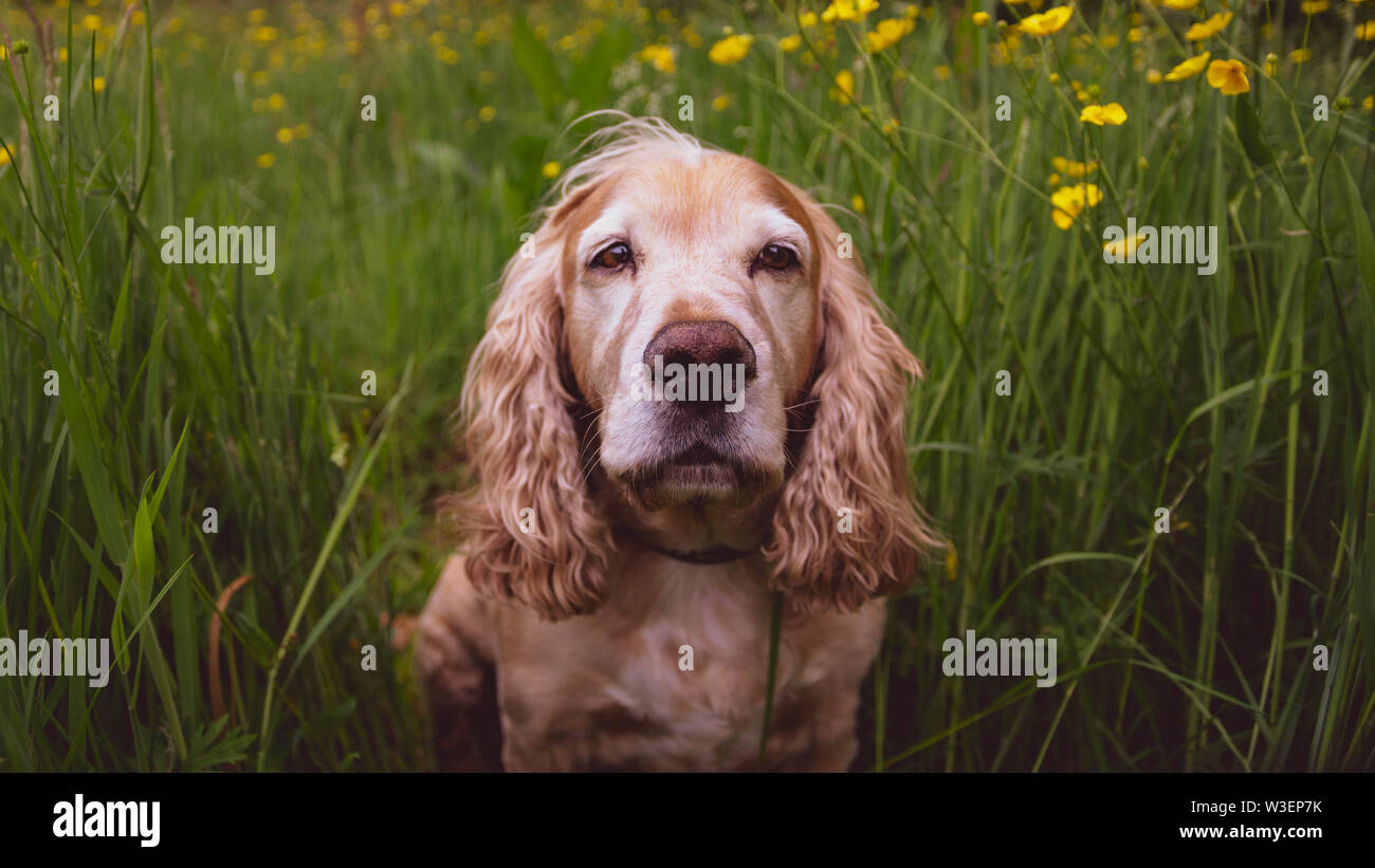 Cocker spaniel with cat hi-res stock photography and images - Alamy