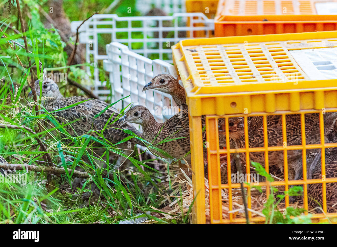 Release pen pheasant hi-res stock photography and images - Alamy