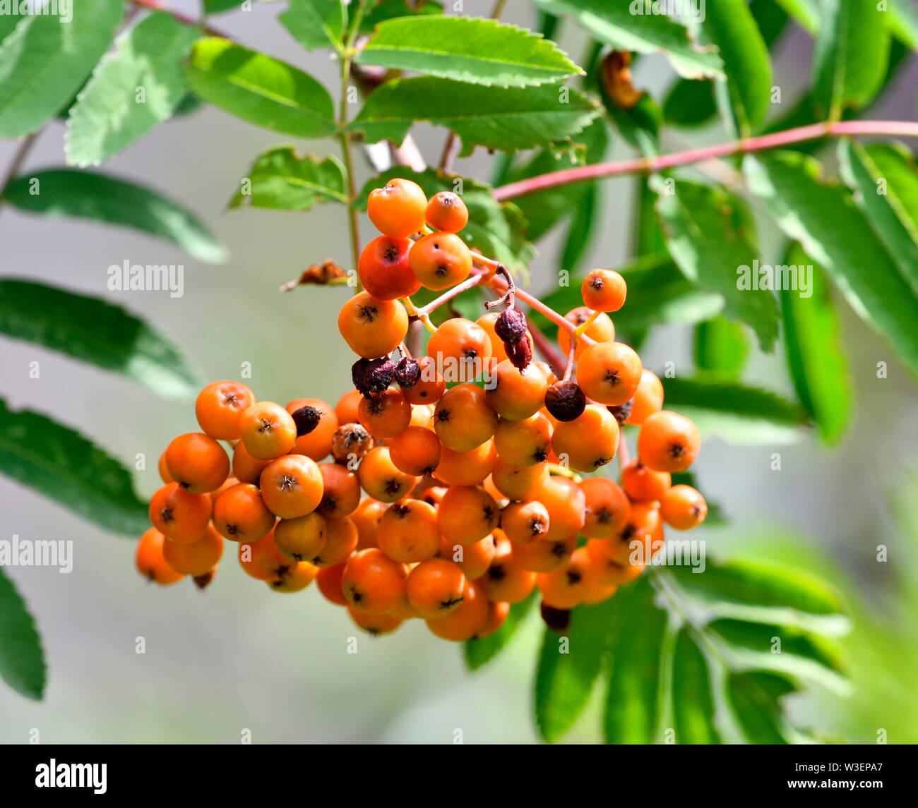 Bunch of tree hi-res stock photography and images - Alamy
