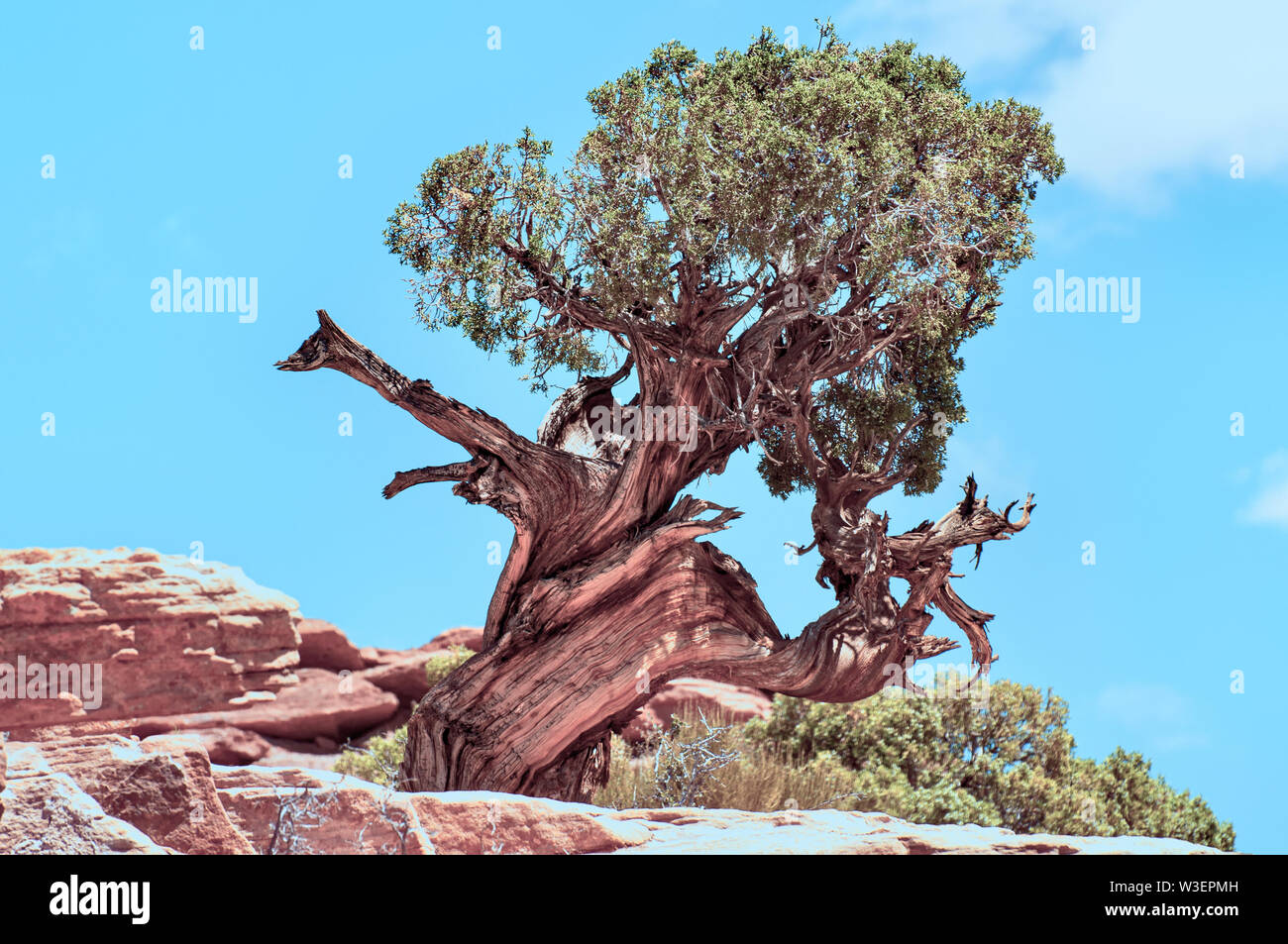 This tree has had many lives but only one branch is alive now Stock ...