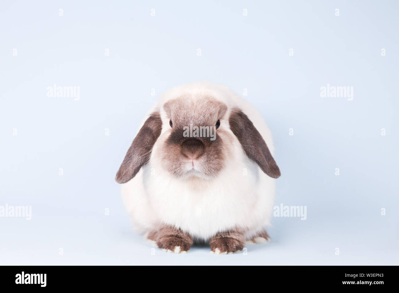 Mini Lop Rabbit on Isolated Background Stock Photo - Alamy