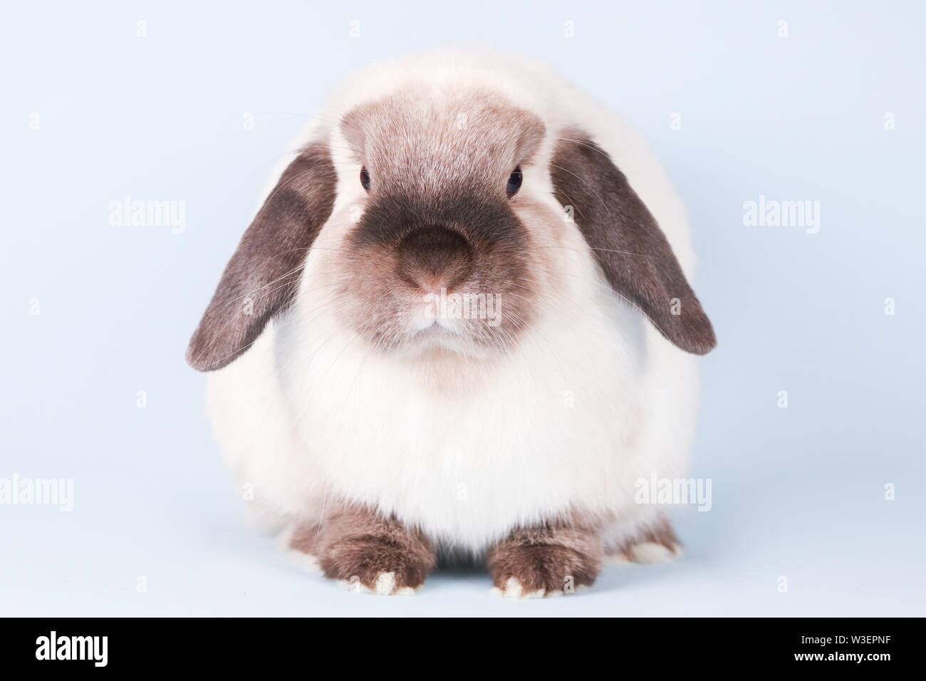 Mini lop studio hi-res stock photography and images - Alamy