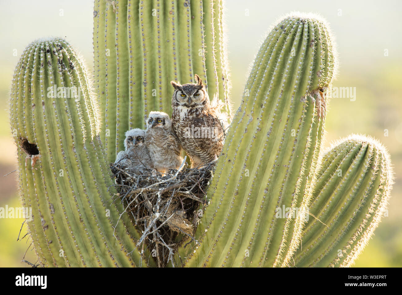 Great horned owls, Bubo virgininus, Sonoran desert, Arizona, in nest in ...