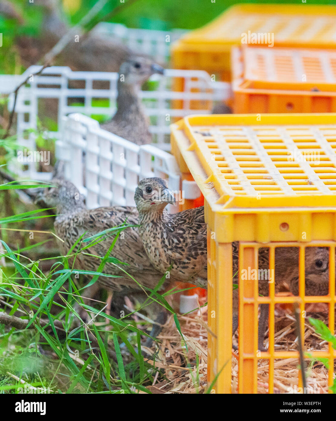 Birds being released into the wild hi-res stock photography and images ...