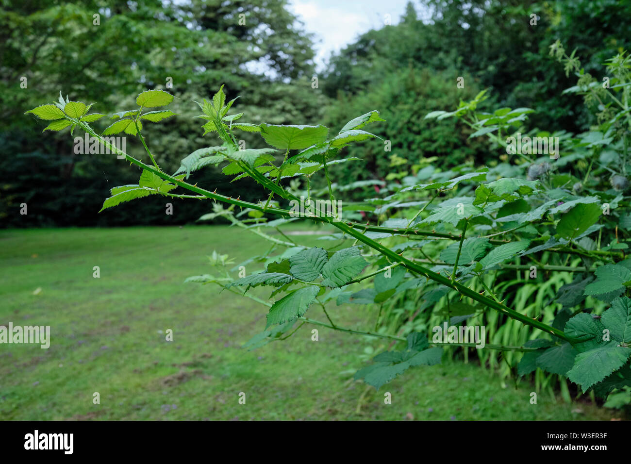 Bramble clearance hi-res stock photography and images - Alamy