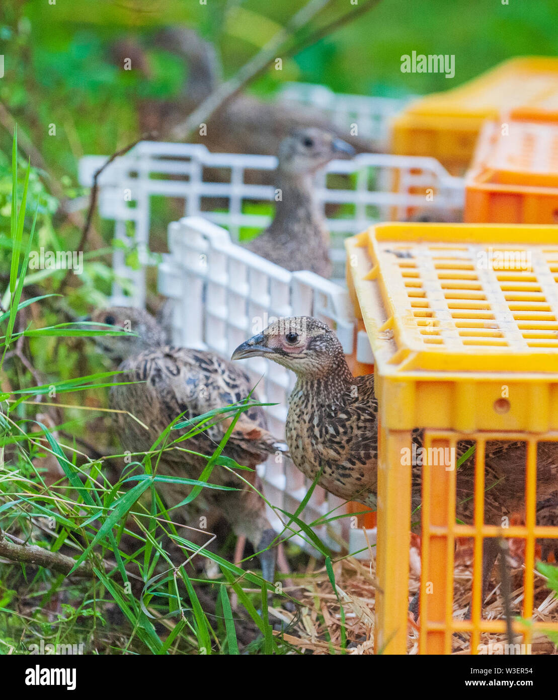 Seven week old young pheasants, (Phasianus colchicus) often called ...