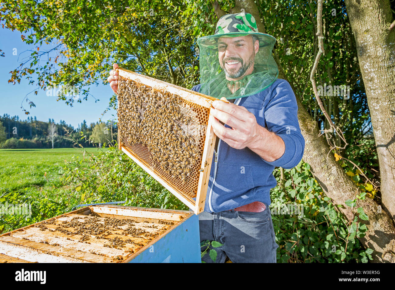 Varroa Mite Varroa Destructor Varroa High Resolution Stock Photography ...