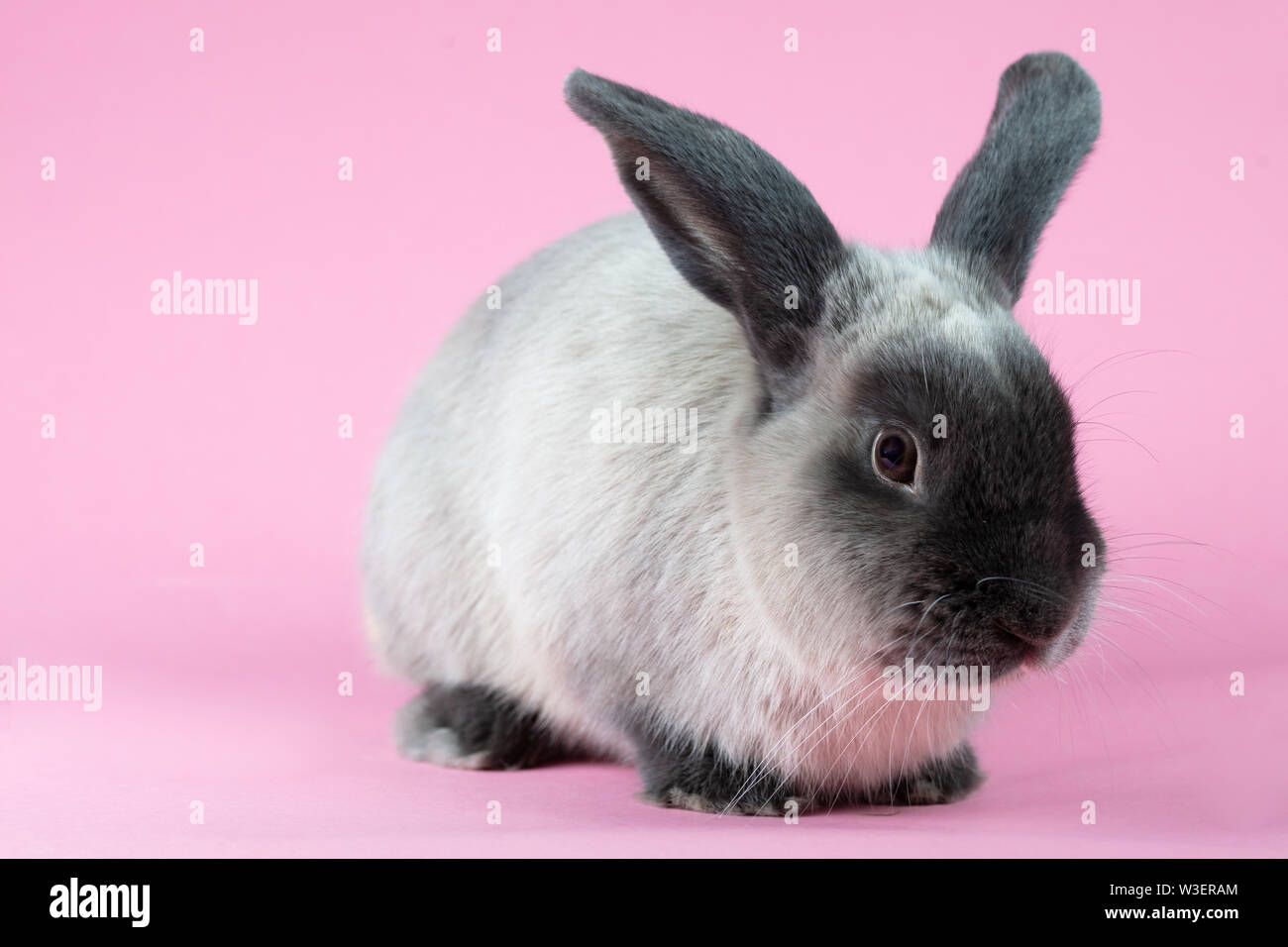 Blue lop hi-res stock photography and images - Alamy