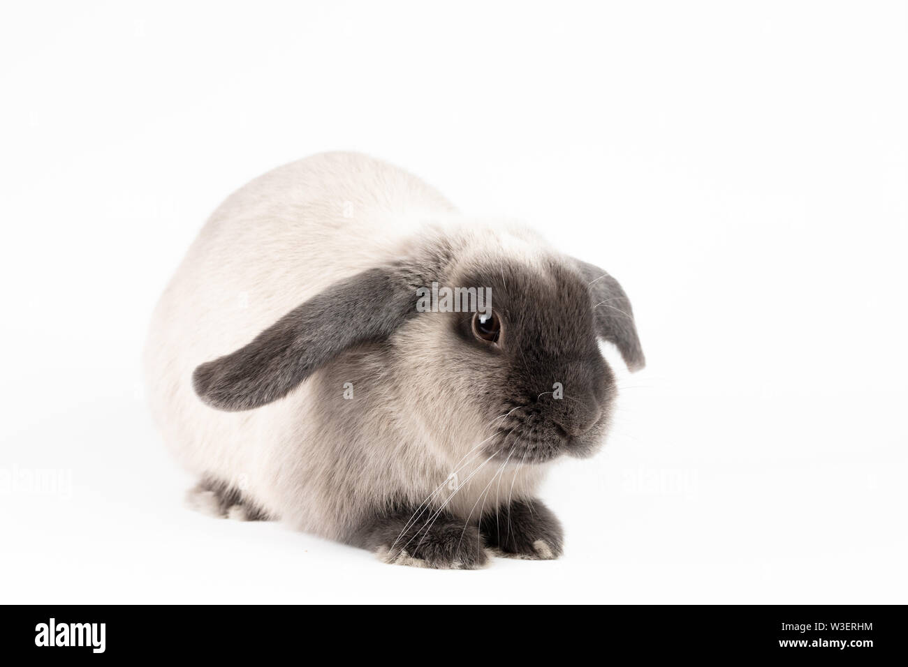 Mini Lop Rabbit on Isolated Background Stock Photo - Alamy