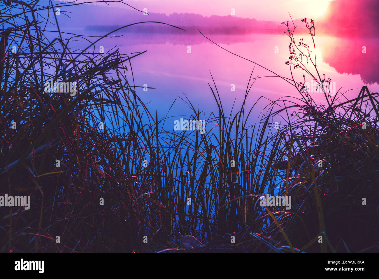 Purple sunrise over wild forest hi-res stock photography and images - Alamy
