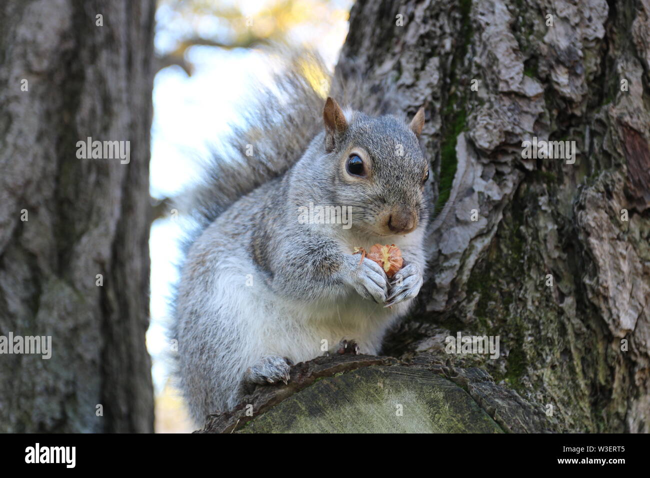 Squirrel eating nut Stock Photo - Alamy