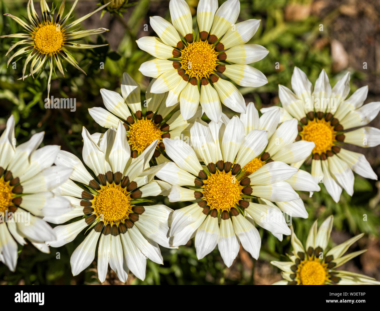 Blossoms of Gazania rigens flowers in a garden, Mini White Star ...