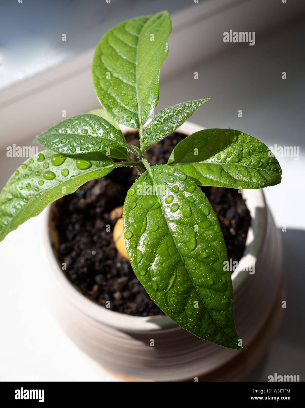 Growing avocado from a seed, avocado stone, natural sunlight Stock ...