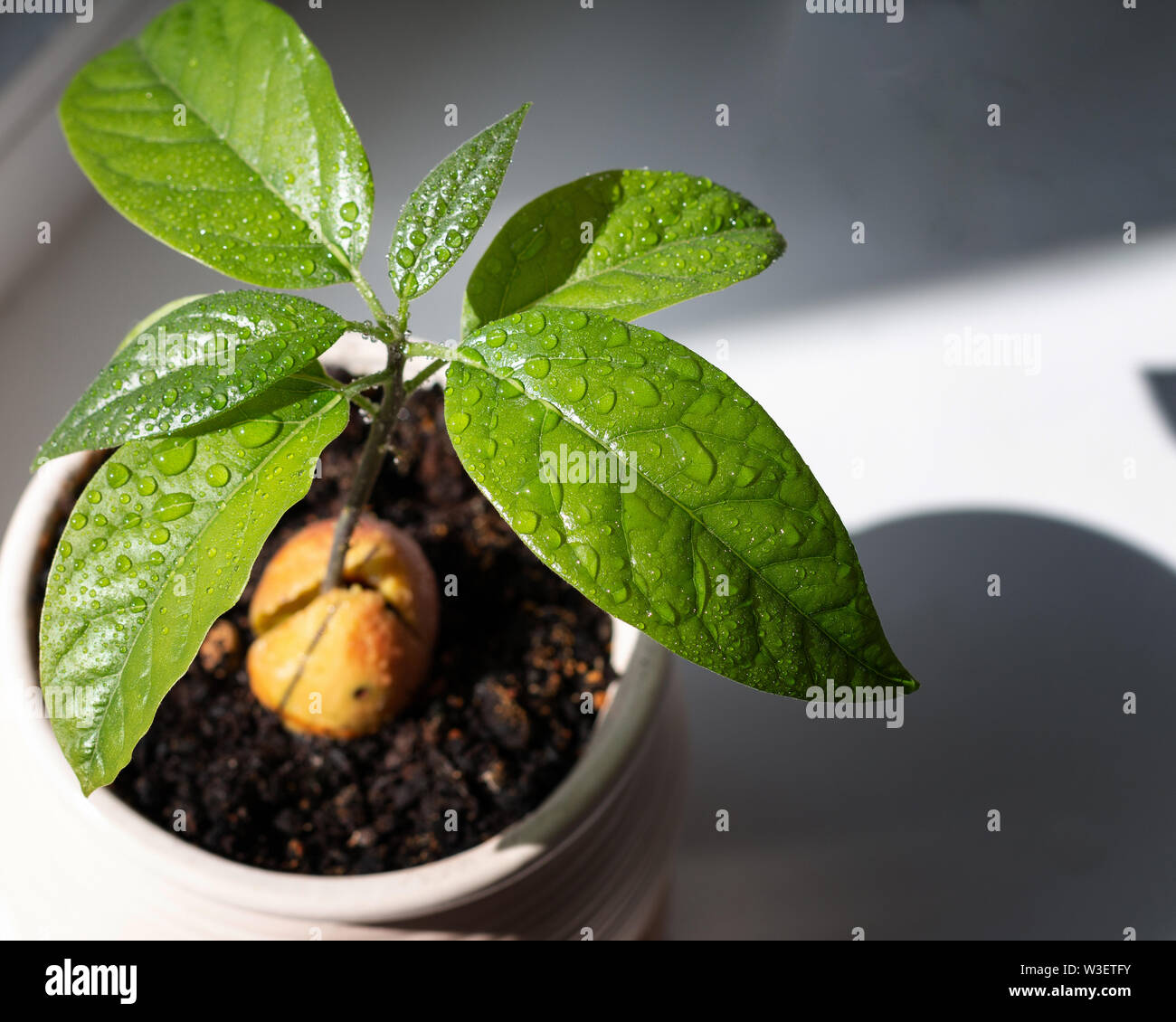 Growing avocado from a seed, avocado stone, natural sunlight Stock ...