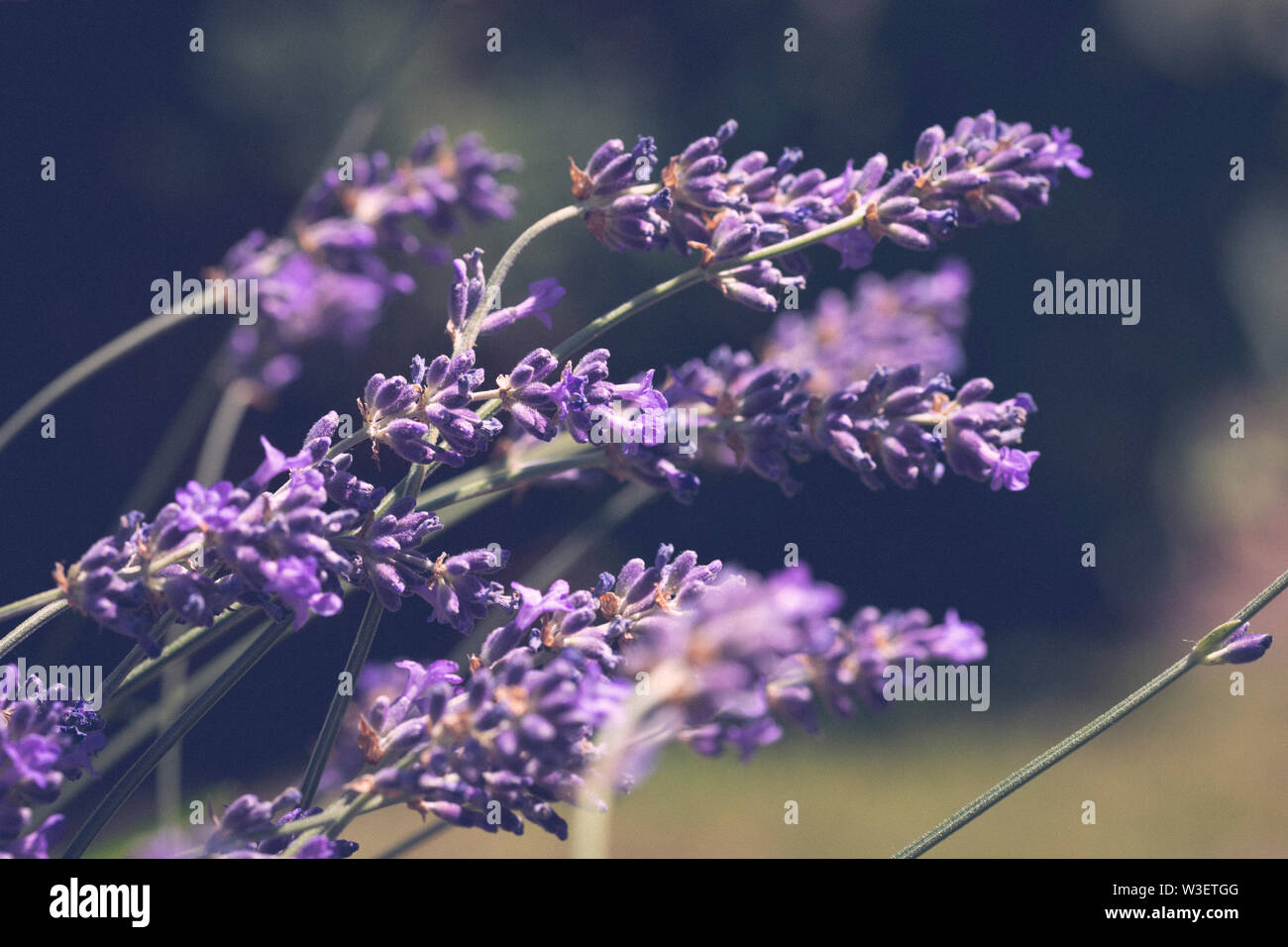 Lavender blossoms, Lavandula spica, vintage processing Stock Photo - Alamy