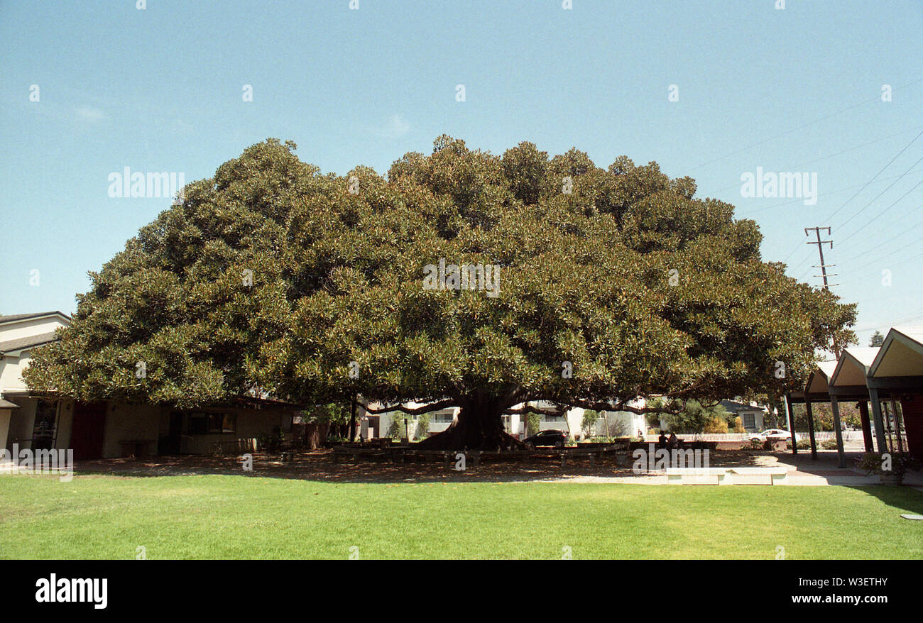 Magnolia street hi-res stock photography and images - Alamy