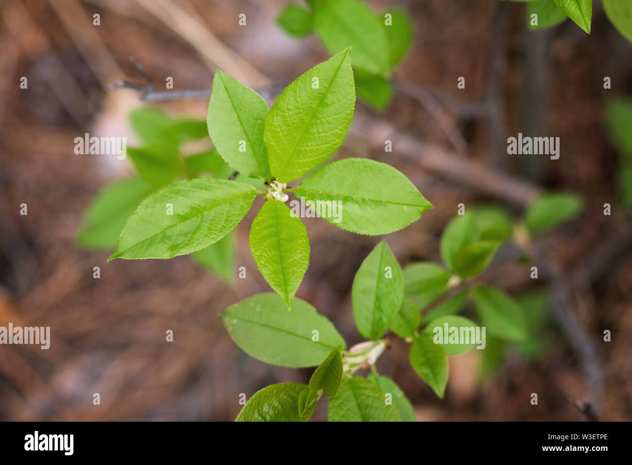 Nature background from young spring foliage in a forest, view from ...