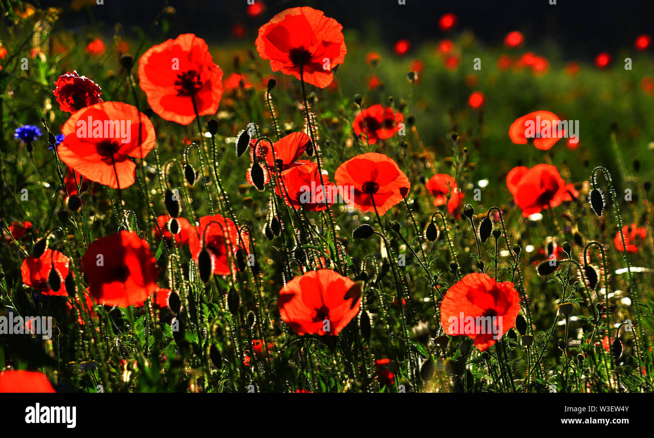 Poppies blowing in wind hi-res stock photography and images - Alamy