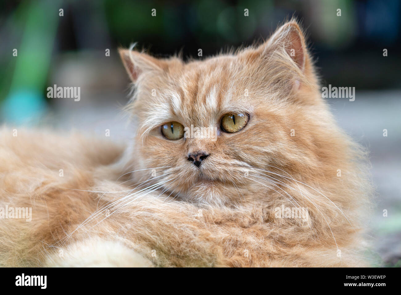 Portrait of a beautiful ginger cat in garden, close up Stock Photo - Alamy
