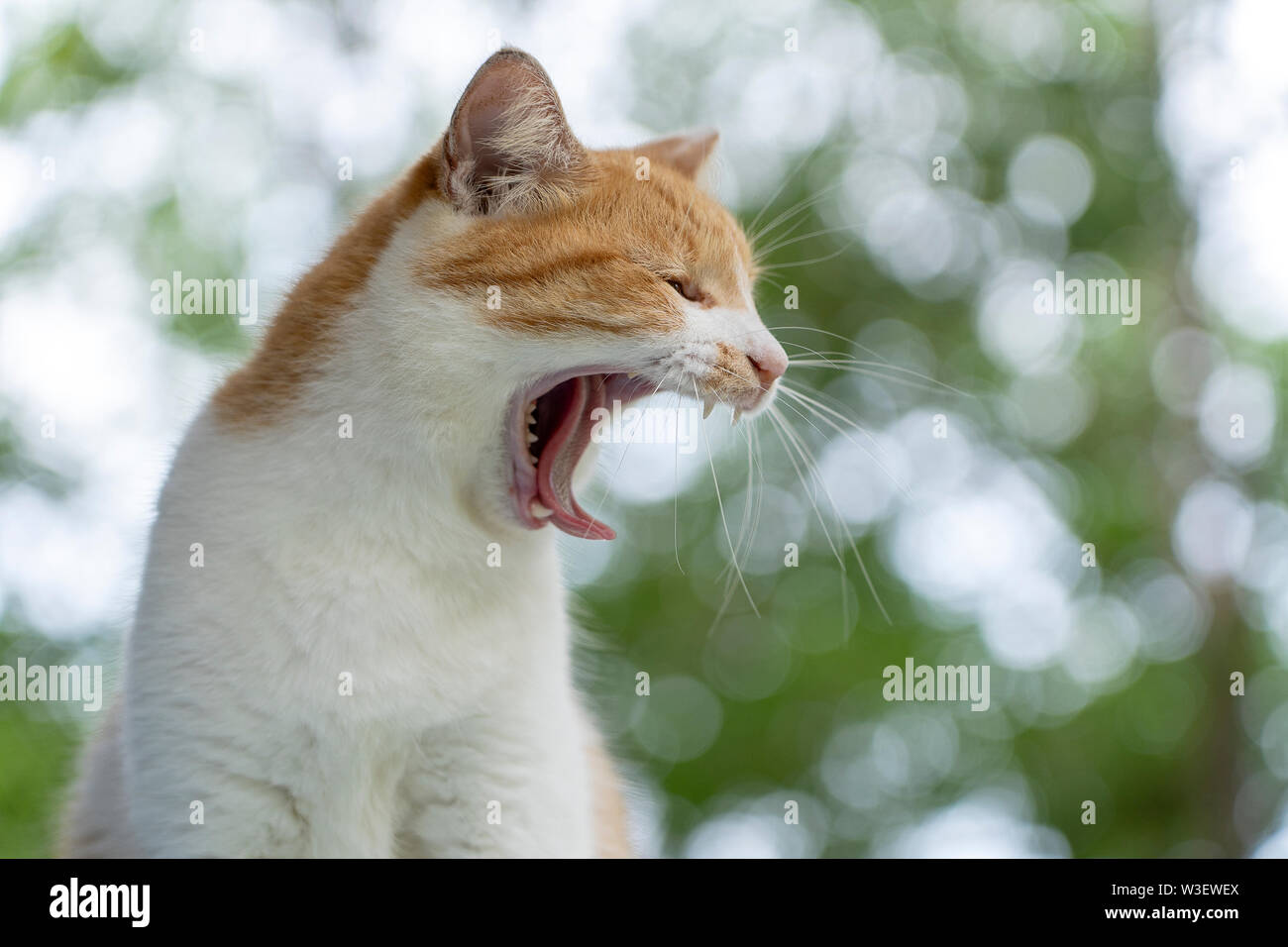 Beautiful domestic cat yelling , close up. Nature background. Open ...
