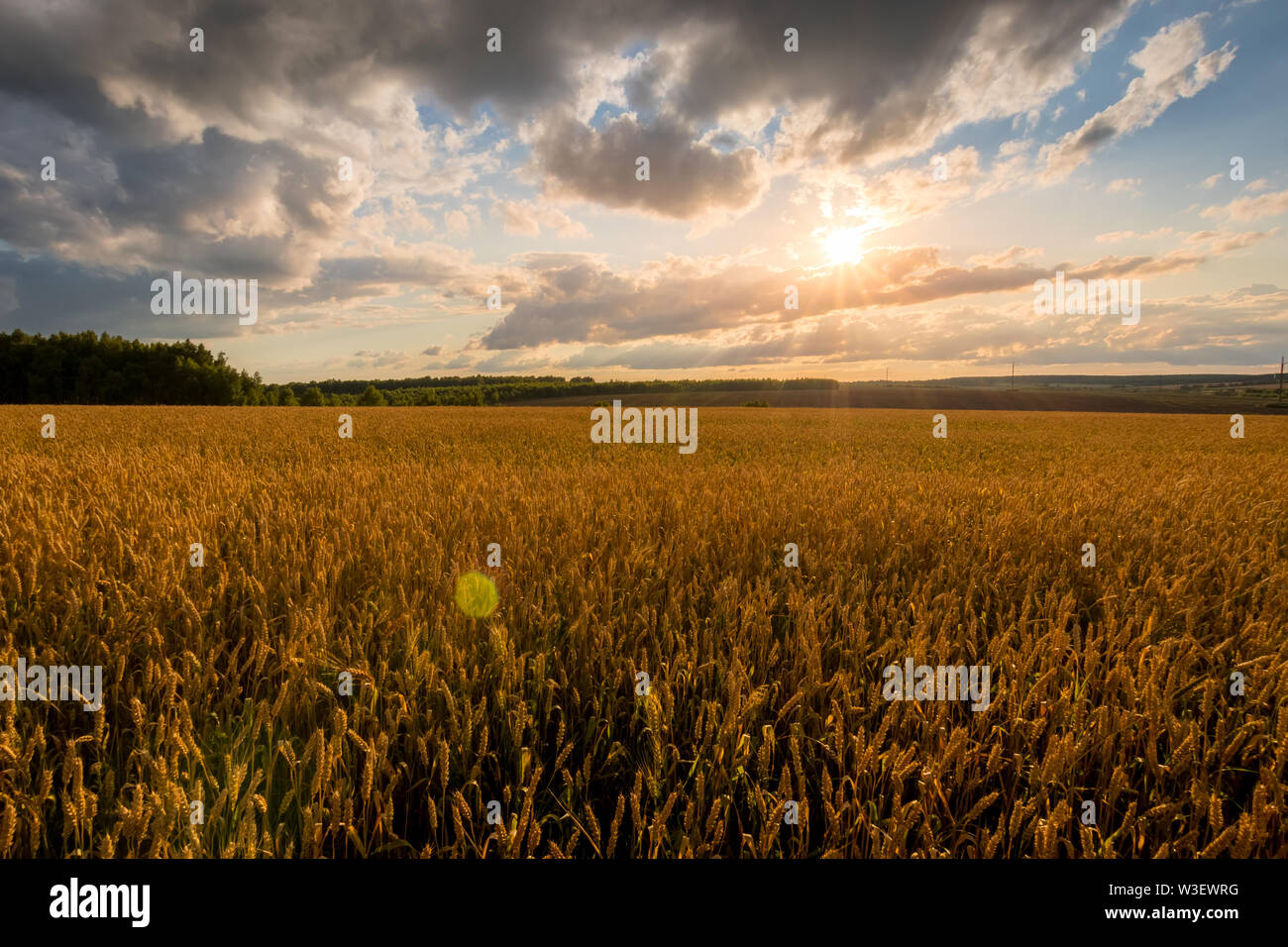 Scene of sunset on the field with young rye or wheat in the summer with ...