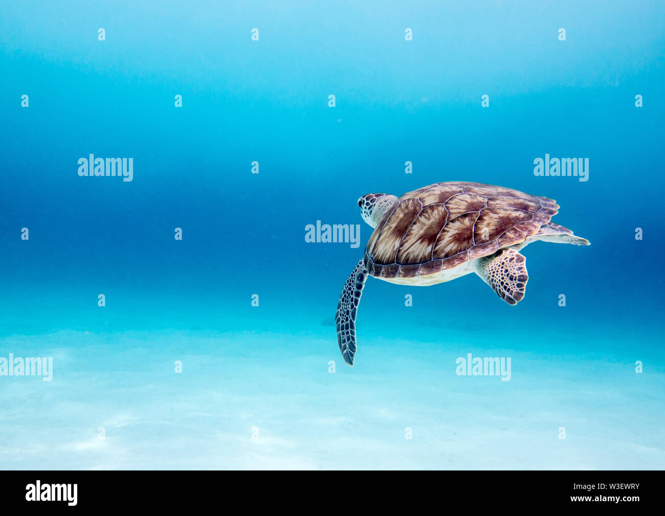 Green Sea Turtle in blue ocean Stock Photo - Alamy