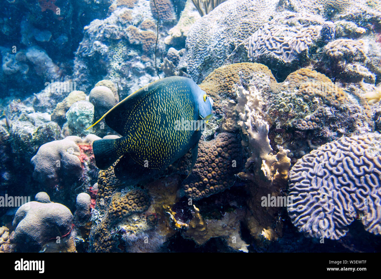 Pomacanthus paru french angel fish hi-res stock photography and images ...