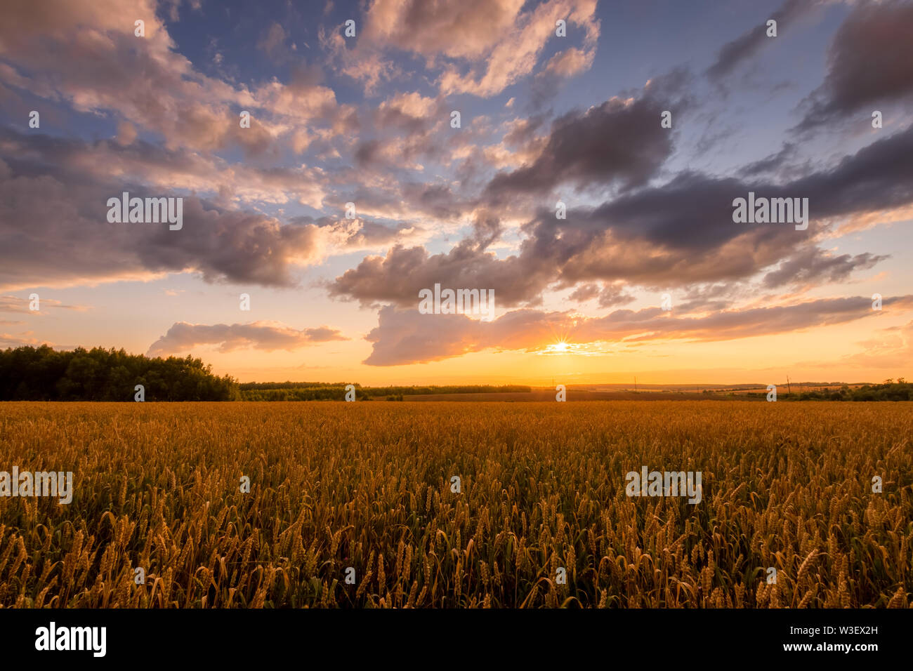 Scene of sunset on the field with young rye or wheat in the summer with ...