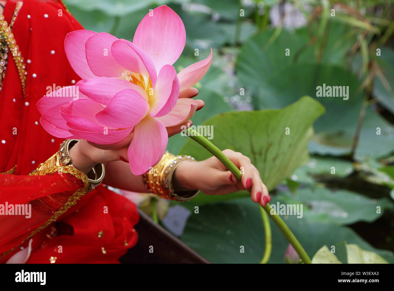 Hands holding lotus flower hi-res stock photography and images - Alamy